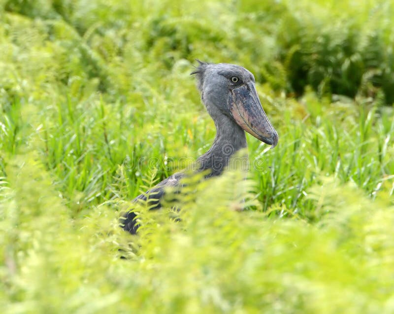 Shoebill in Uganda stock photo. Image of outdoors, leaf - 25881842