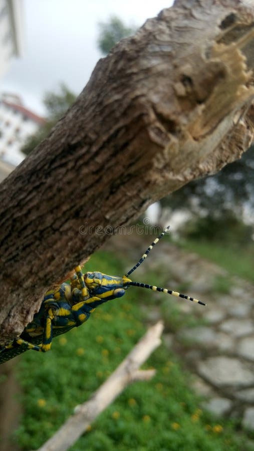 Rare yellow blue insect stock photo. Image of yellow - 135603614