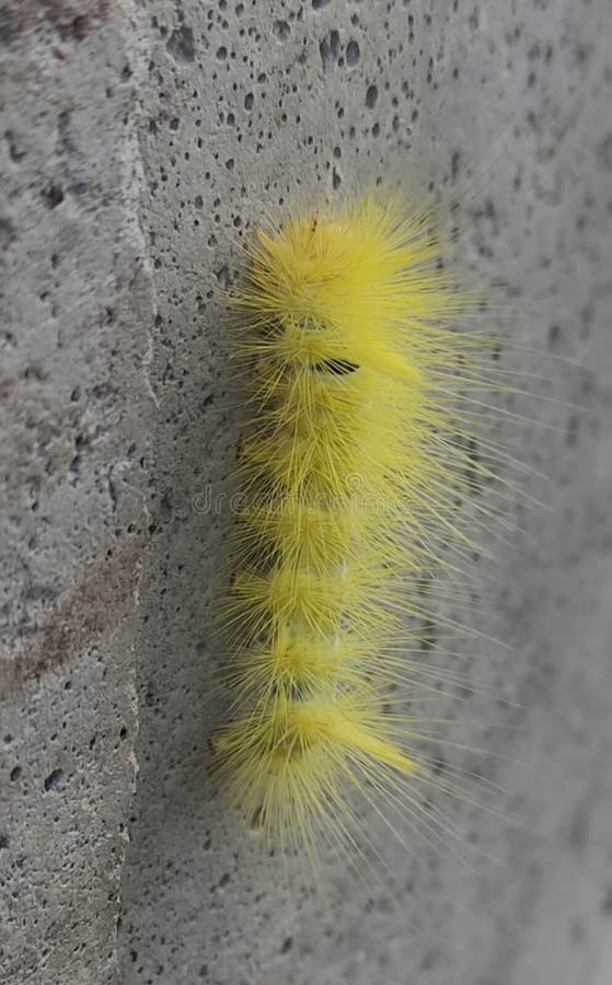 Rare Yellow Caterpillar Crawling on the Wall Stock Image - Image of ...