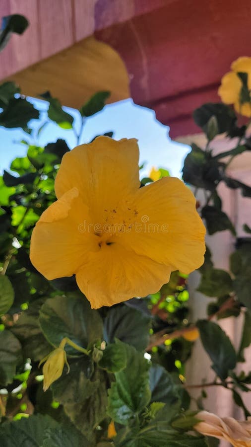 Rare Yellow Hibiscus Flower Stock Image - Image of yellow, flower ...