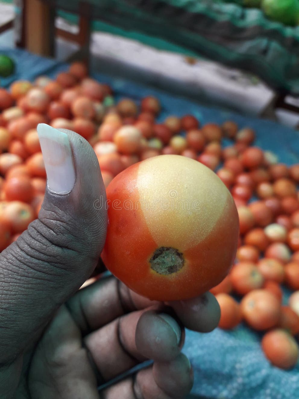 Rarest Tomato Stock Photos - Free & Royalty-Free Stock Photos from ...