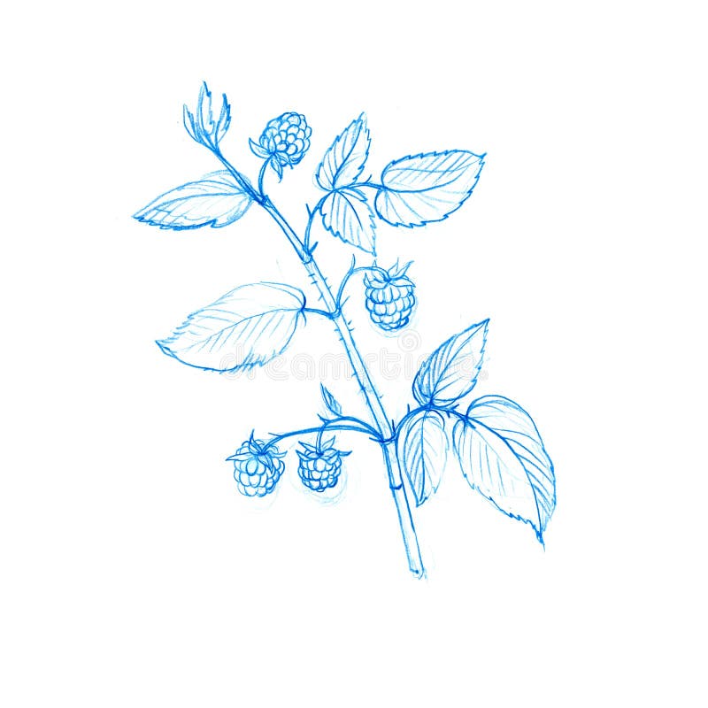 Rarpberry Tree Branch with Leaves and Berries Stock Illustration ...