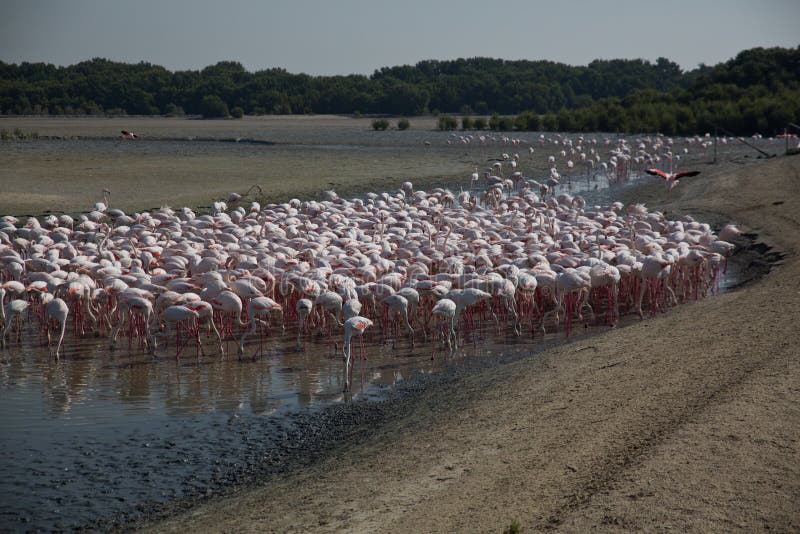 Ras Al Khor Wildlife Sanctuary Stockfoto - Bild von architektur, stadt ...