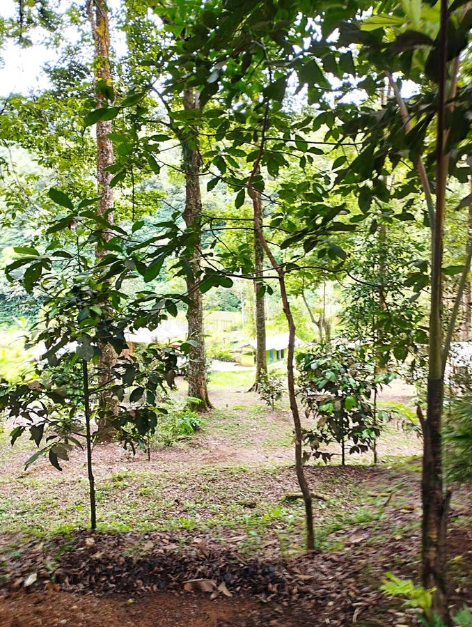 Rasamala Stock Photos - Free & Royalty-Free Stock Photos from Dreamstime