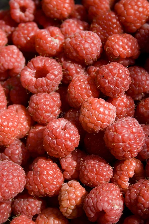 Rasberries stock image. Image of season, rasberry, closeup - 15189881