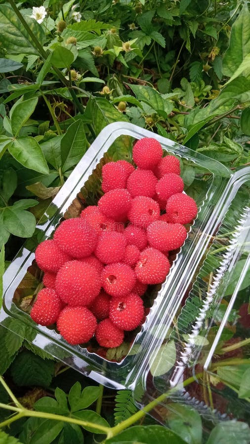 Rasberry Today for Your Mood and Make You Happy Stock Image - Image of ...