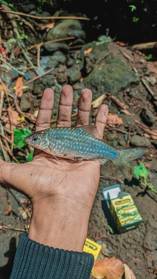 Rasbora Barbodes Binotatus Fish Stock Image - Image of soil, binotatus ...