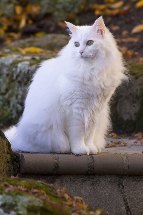 Fat Rascal Rock Bun, a Traditional Yorkshire Cake Stock Photo - Image ...