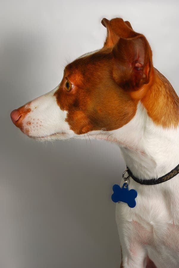 Rascal the Dog stock image. Image of blue, terrior, studio - 17594133