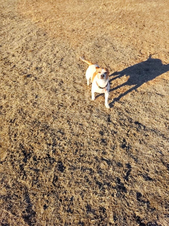 Rascal the Family Dog and His Shadow Stock Photo - Image of playful ...