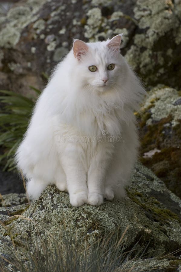Fat Rascal Rock Bun, a Traditional Yorkshire Cake Stock Photo - Image ...