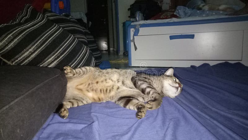 Rascal the playful cat stock image. Image of shop, kitty - 173234967