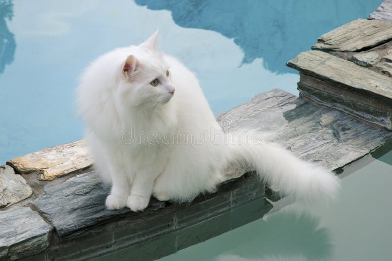 Fat Rascal Rock Bun, a Traditional Yorkshire Cake Stock Photo - Image ...