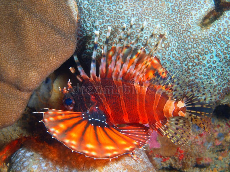 1,021 Rascasse Photos libres de droits et gratuites de Dreamstime