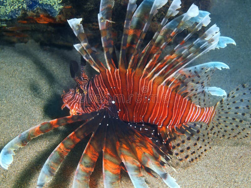 1,021 Rascasse Photos libres de droits et gratuites de Dreamstime