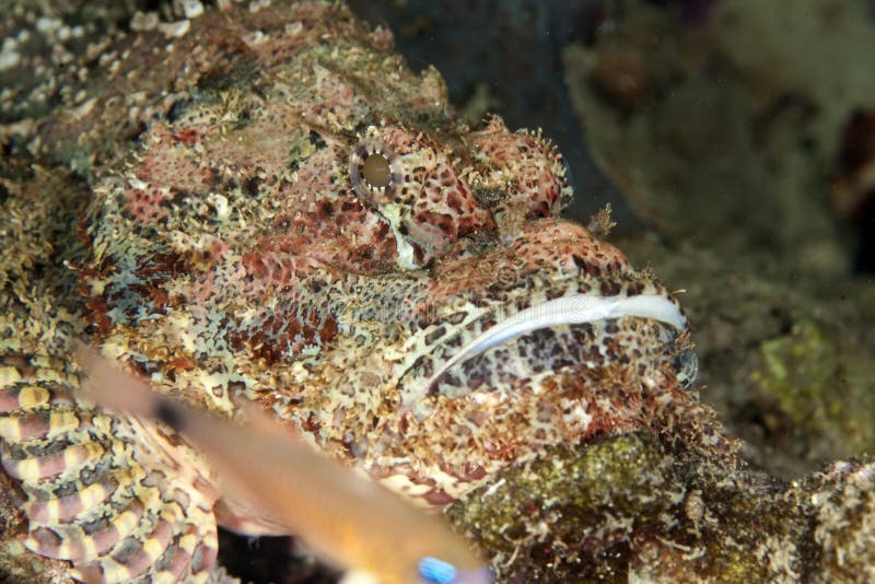 Rascasse image stock. Image du blanc, exotique, tropical - 11435145