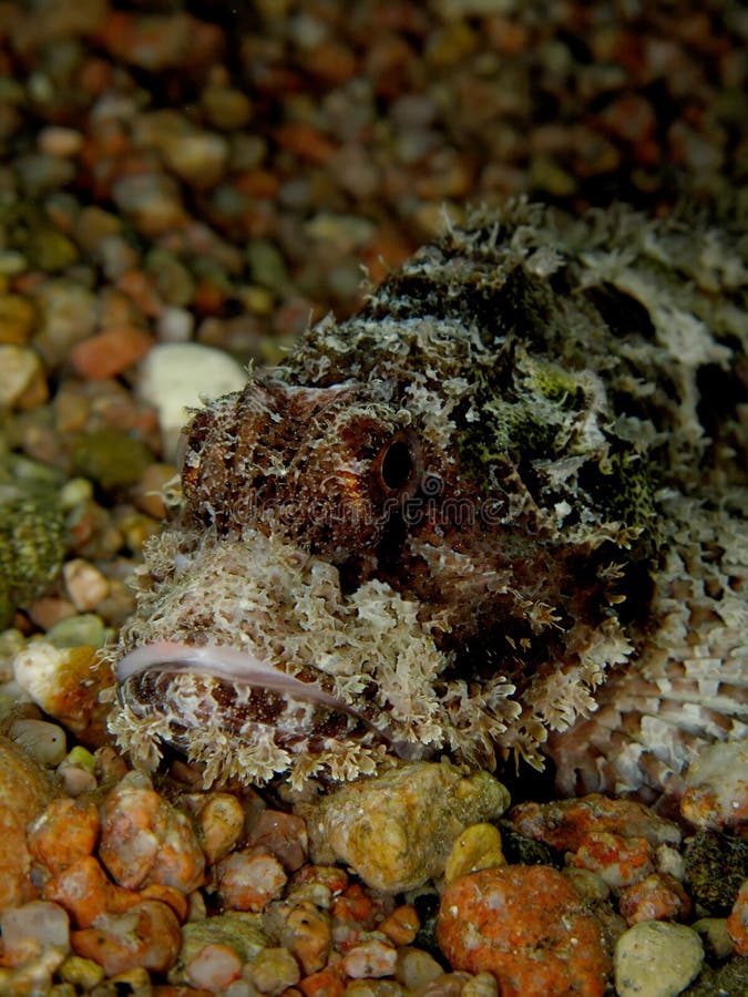 Rascasse image stock. Image du verticale, tropical, tropique - 22792543