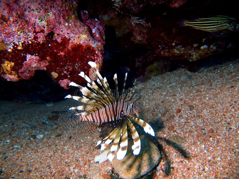 1,021 Rascasse Photos libres de droits et gratuites de Dreamstime