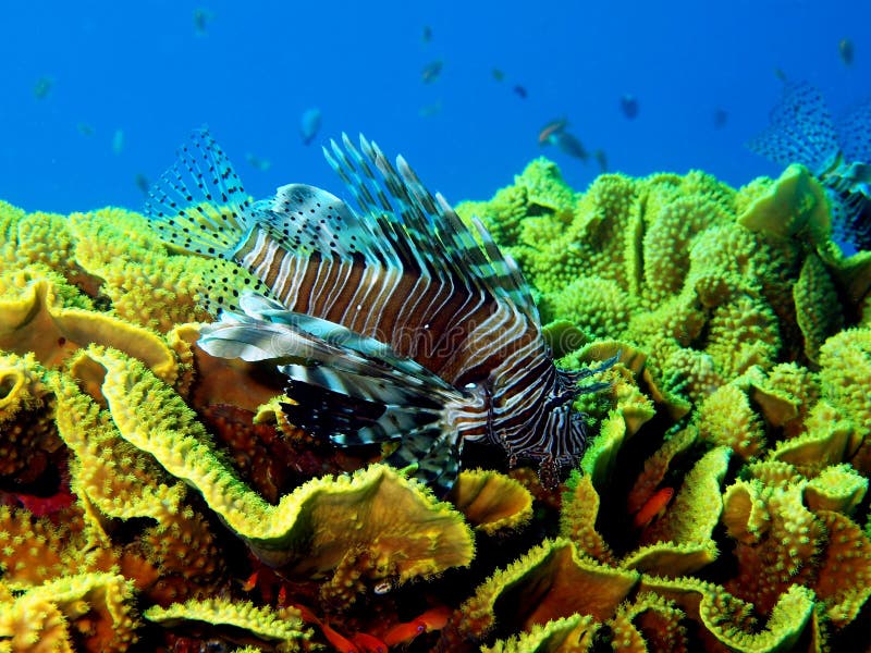 Rascasse photo stock. Image du écosystème, organisme - 26019168