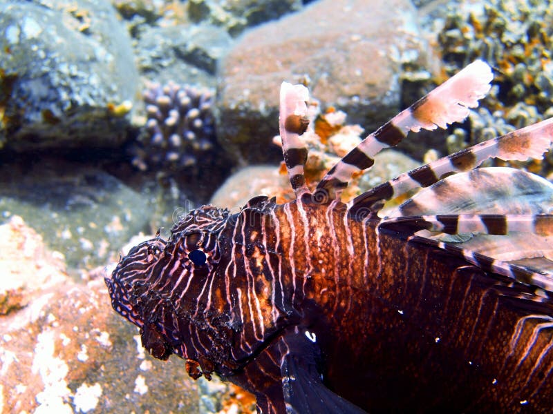 Rascasse image stock. Image du piqué, océan, monde, animal - 27363615