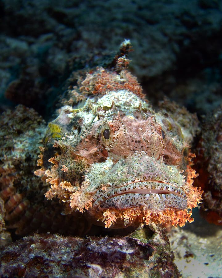 Rascasse rouge image stock. Image du nourriture, simple - 23460385