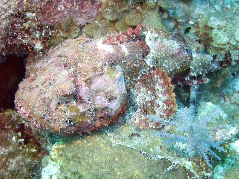 1,021 Rascasse Photos libres de droits et gratuites de Dreamstime