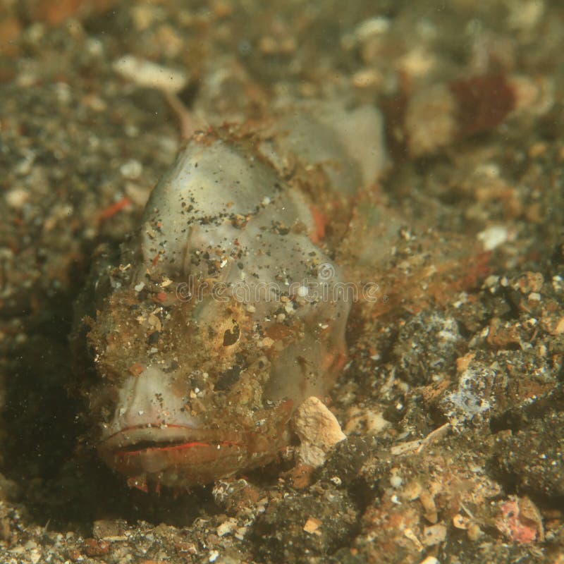 Rascasse rouge image stock. Image du nourriture, simple - 23460385
