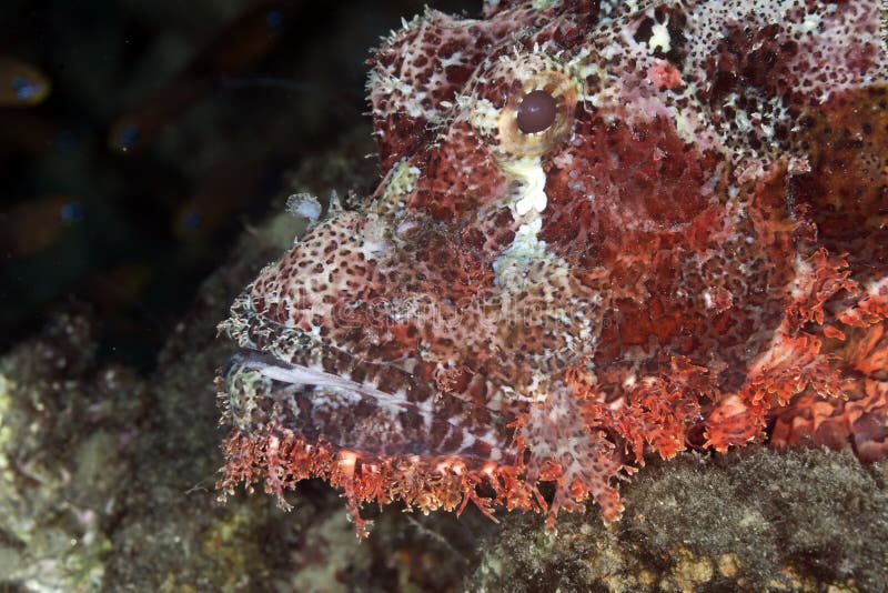 Rascasse De Petite Taille En Mer Rouge Photo stock - Image du exotique ...