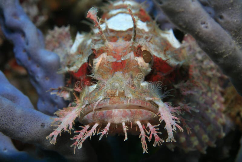 Rascasse rouge image stock. Image du nourriture, simple - 23460385