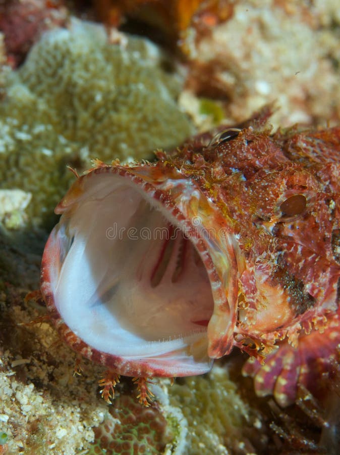 Rascasse Barbue Sur Le Fond De La Mer Image stock - Image du barbu ...