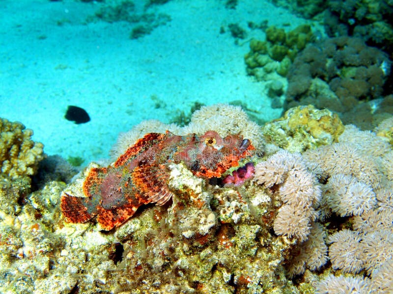 Rascasse, La Mer Rouge, Dahab Photo stock - Image du océan, animal ...