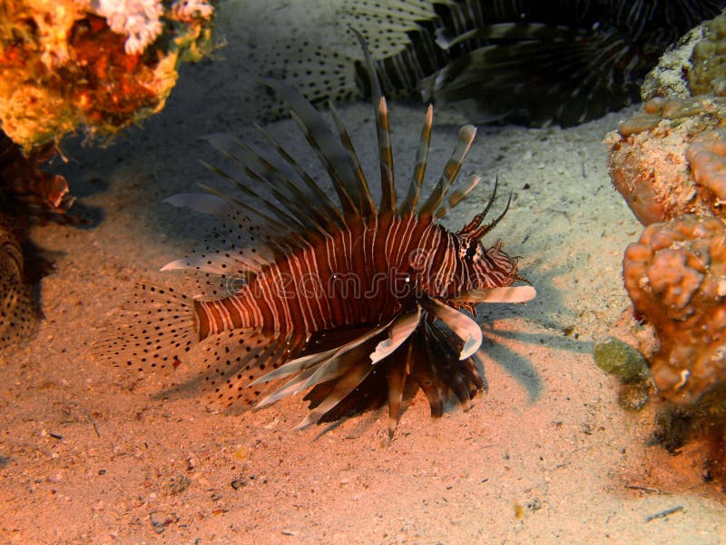Rascasse, La Mer Rouge, Dahab Photo stock - Image du écosystème ...