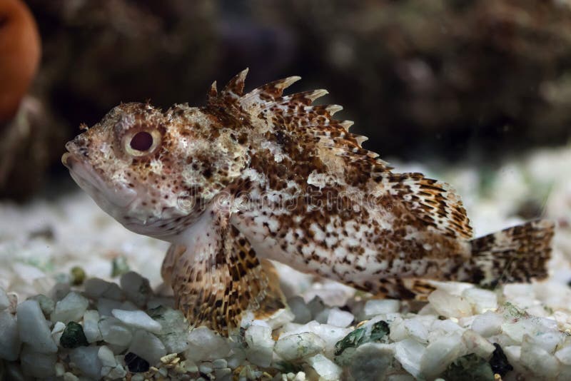 Le Red Scrofa Scorpaena De Rascasse. Photo stock - Image du ...