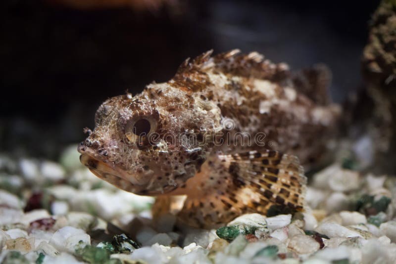 Rascasse Rouge Et X28 ; Scrofa& X29 De Scorpaena ; Photo stock - Image ...