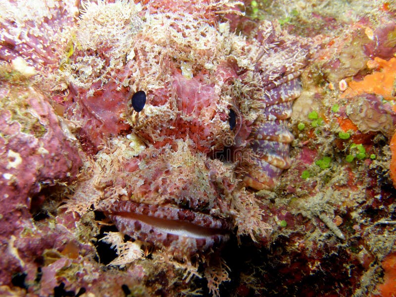 Rascasse rose Fiji image stock. Image du caché, animal - 13177385