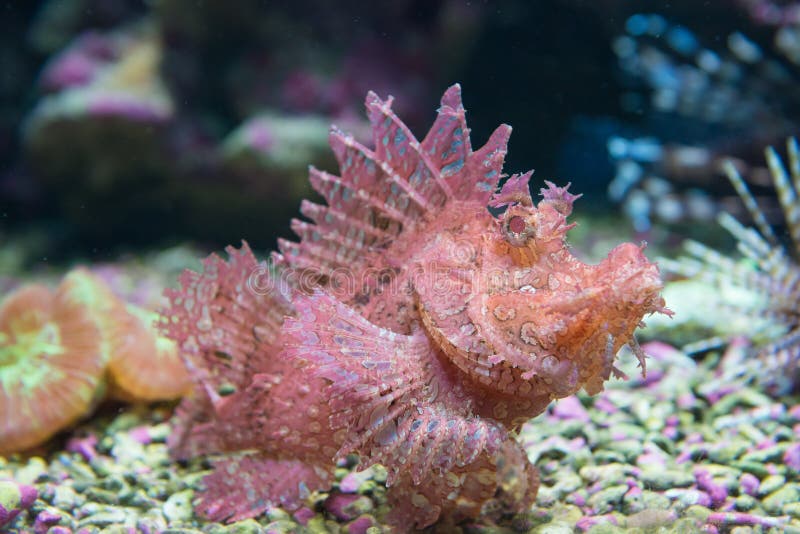 Rascasse Rouge Et X28 ; Scrofa& X29 De Scorpaena ; Photo stock - Image ...