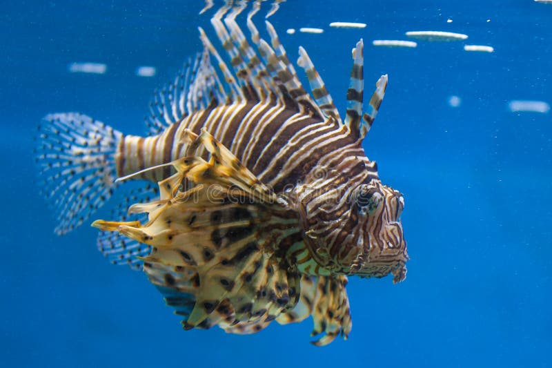 Rascasso imagem de stock. Imagem de wildlife, listras - 30547995