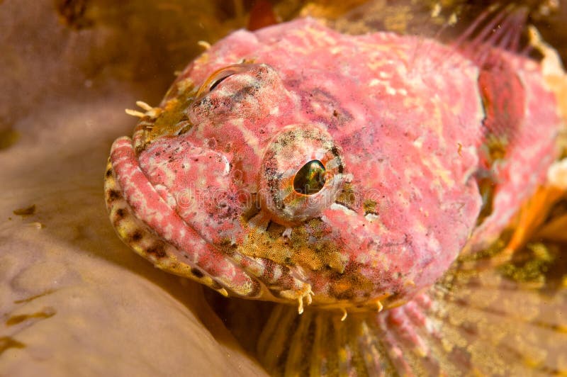 Rascasso foto de stock. Imagem de recife, wildlife, boca - 40179518