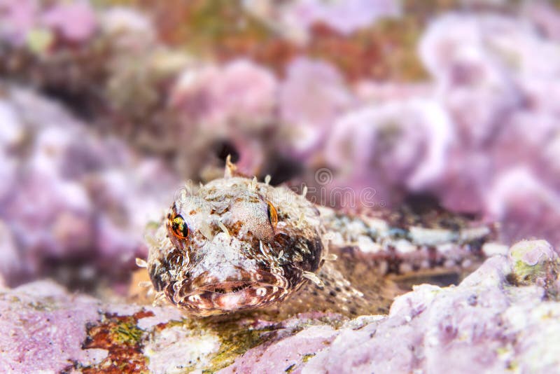 Rascasso Coralino No Parque Das Ilhas Channel Imagem de Stock - Imagem ...