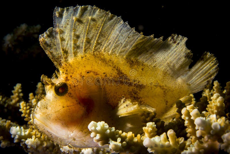 Underwater Cor-de-rosa 1 Do Rascasso Imagem de Stock - Imagem de ...