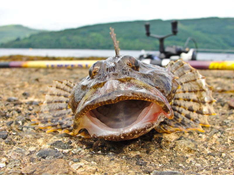 Rascasso da pesca imagem de stock. Imagem de espinho - 33732299