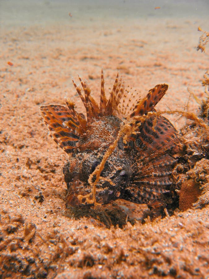 Rascasso vermelho foto de stock. Imagem de saltwater - 30929696