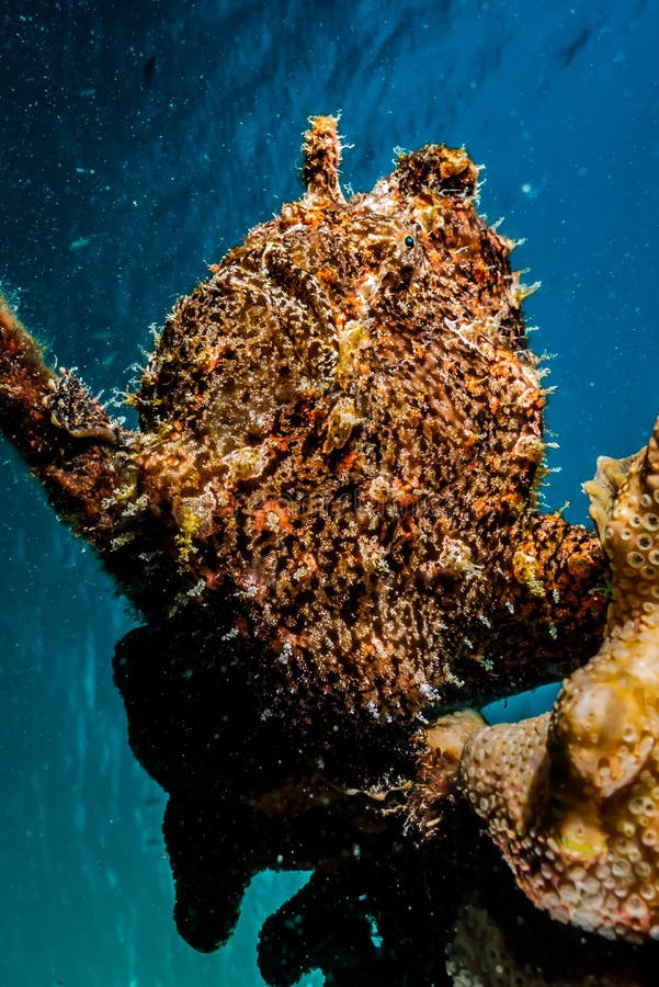 Rascasso no Mar Vermelho foto de stock. Imagem de azul - 136490184