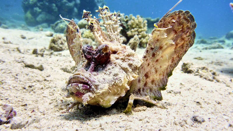 Rascasso vermelho foto de stock. Imagem de saltwater - 30929696