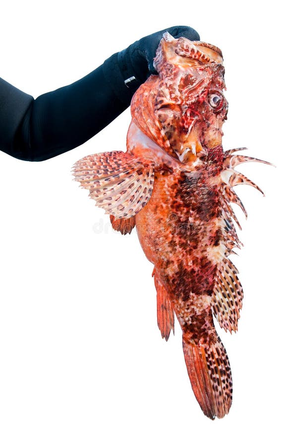Rascasso vermelho foto de stock. Imagem de mergulho, veneno - 36851428