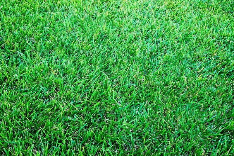 Rasen, Hintergrund stockfoto. Bild von sommer, platte - 44194972