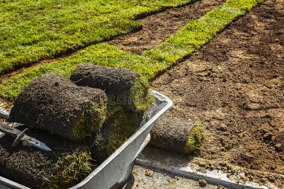 Rasen, Grasplan in Den Rollen Stockfoto - Bild von auszug, betrieb: 61474296