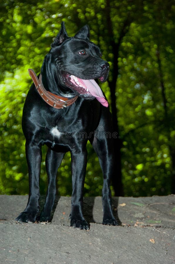 Rashonden stock afbeelding. Image of paws, hond, caring - 19225589