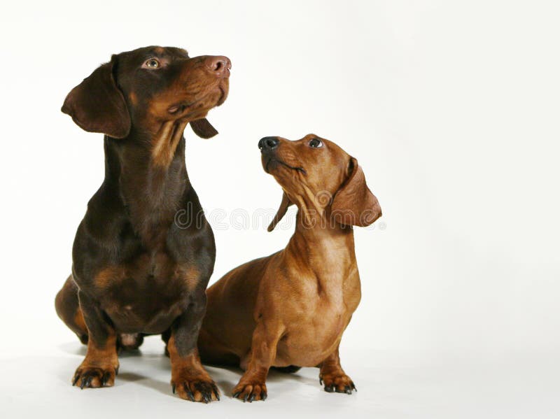 Rashonden in liefde stock foto. Image of tweeslachtig - 3493756