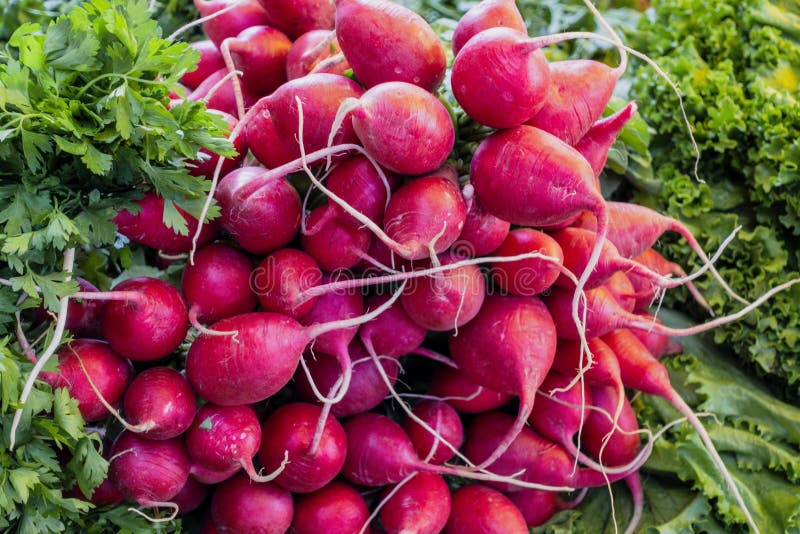 Rasishes in a Pile Ready for Sale Stock Photo - Image of bunch, farm ...